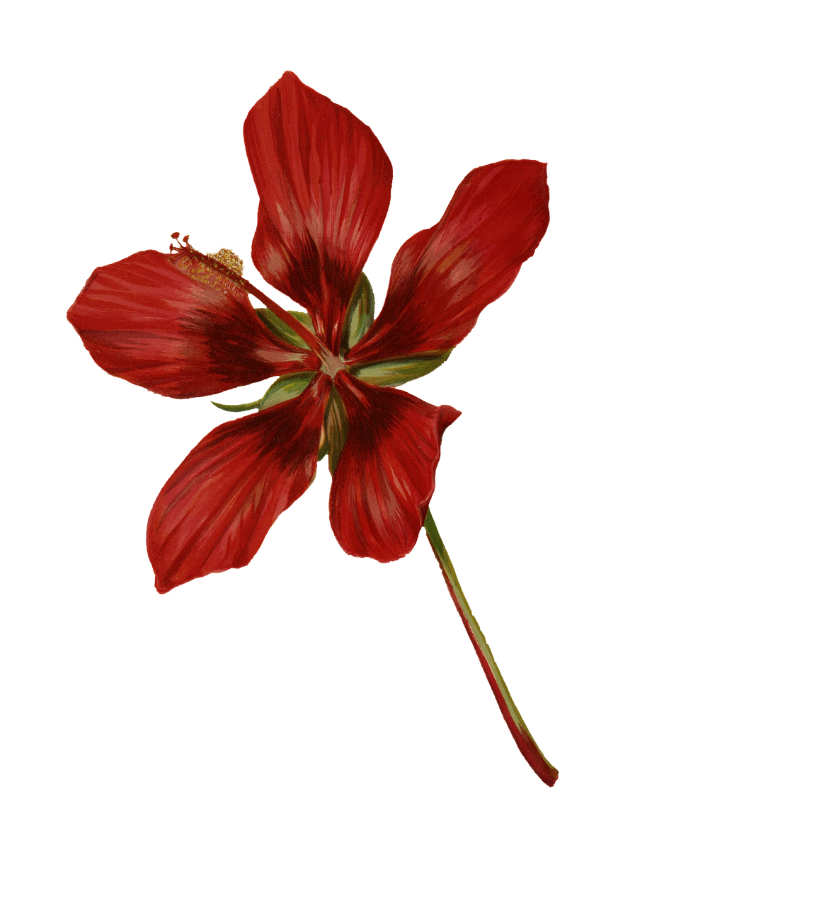 Download Flower, Red Flower, Bloom. Royalty-Free Stock Illustration ...