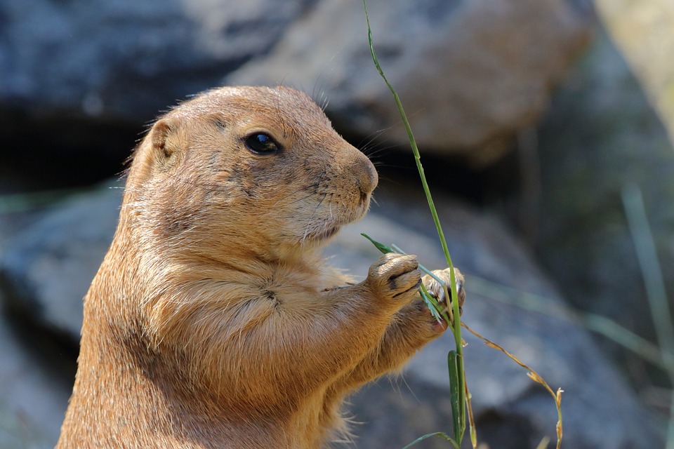 Prairie Dog Animal World Nature - Free photo on Pixabay - Pixabay