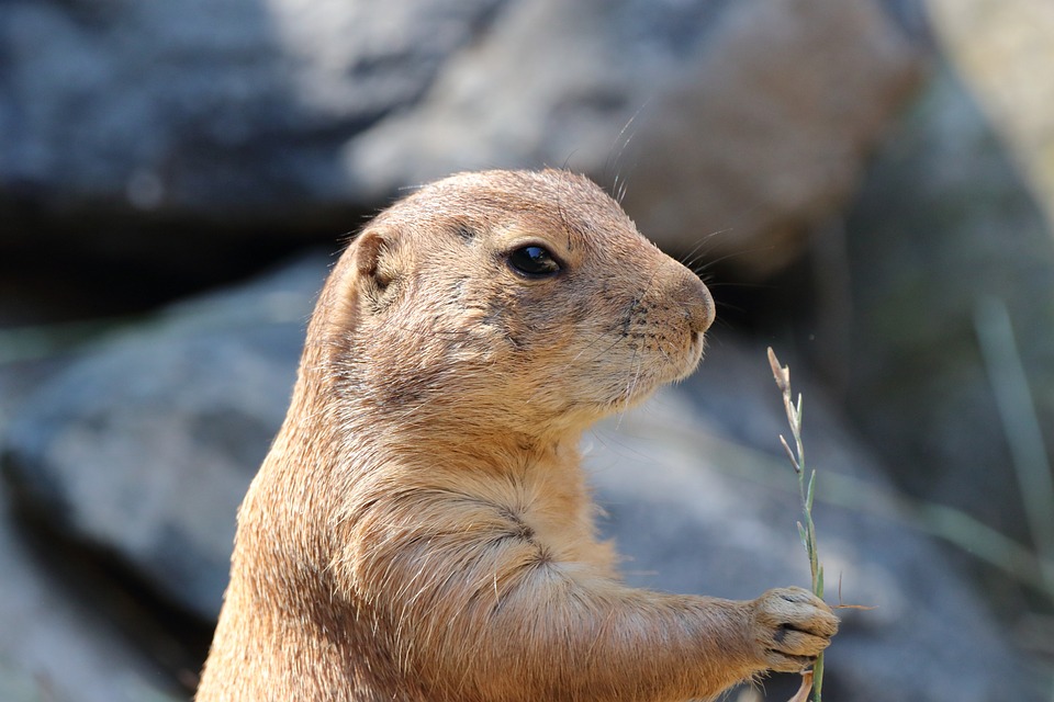 Prairie Dog Animal World Nature - Free photo on Pixabay