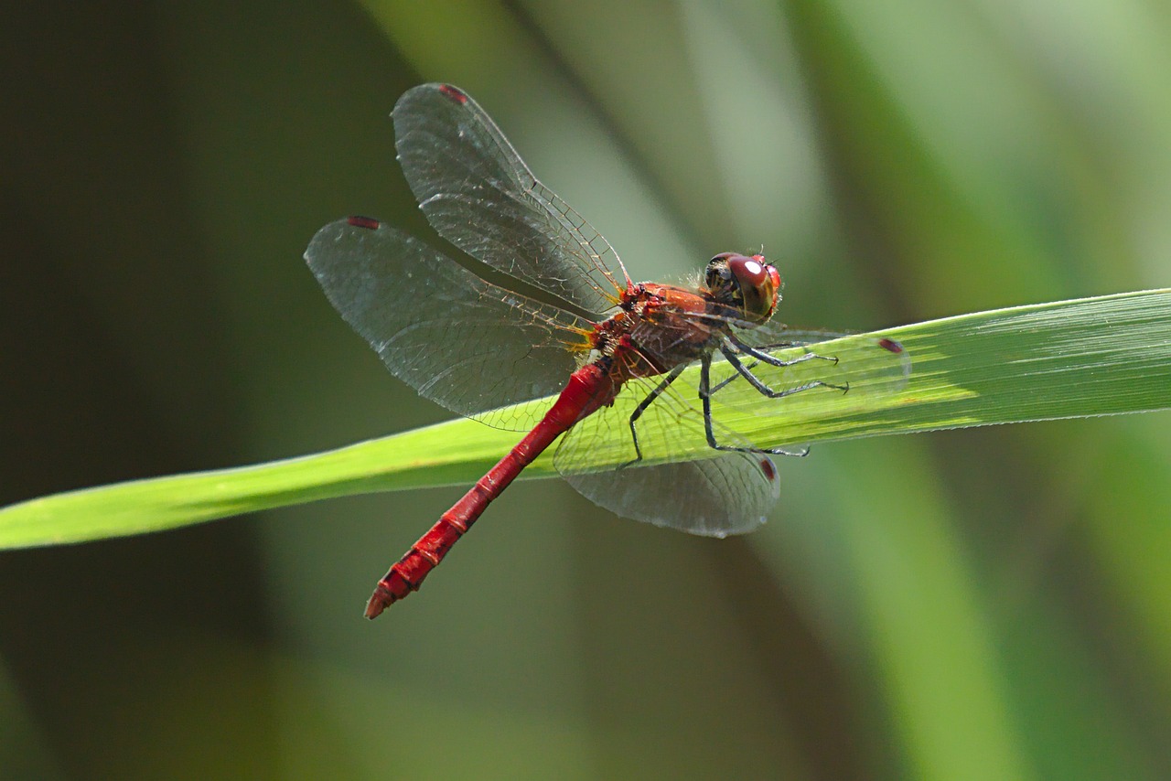 6,000+ Dragonfly Pictures & Images [HD] - Pixabay