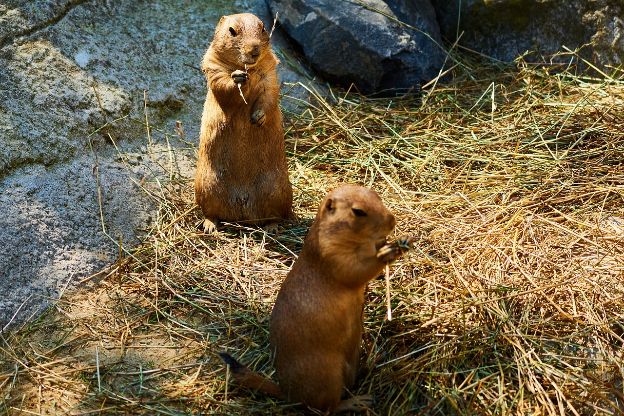 Prairie Dog Grass Rocks - Free photo on Pixabay