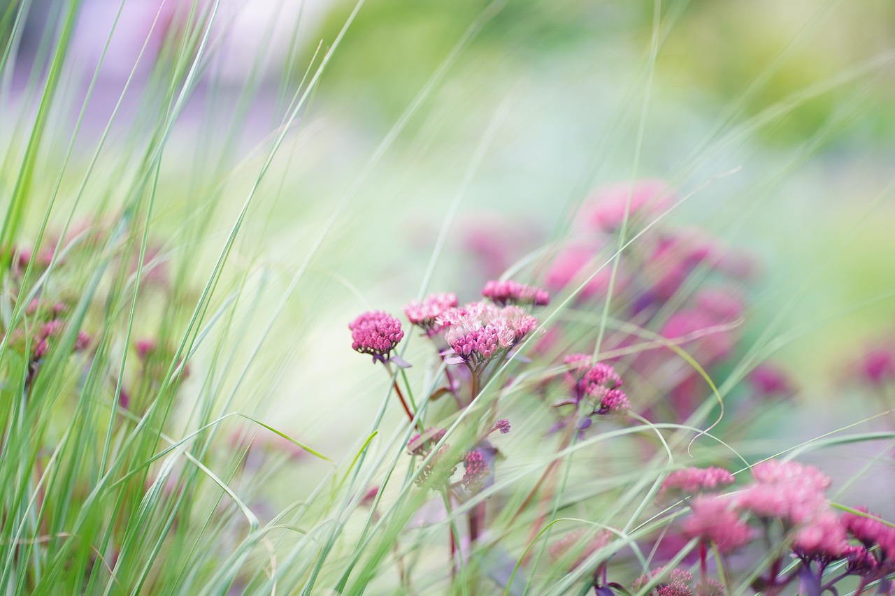 Flores Florecer Bloom Campo De - Foto gratis en Pixabay - Pixabay