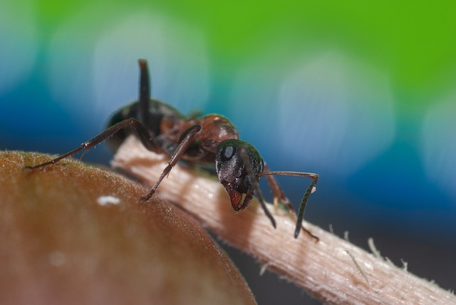 Fourmi Formicidae Insecte - Photo gratuite sur Pixabay - Pixabay