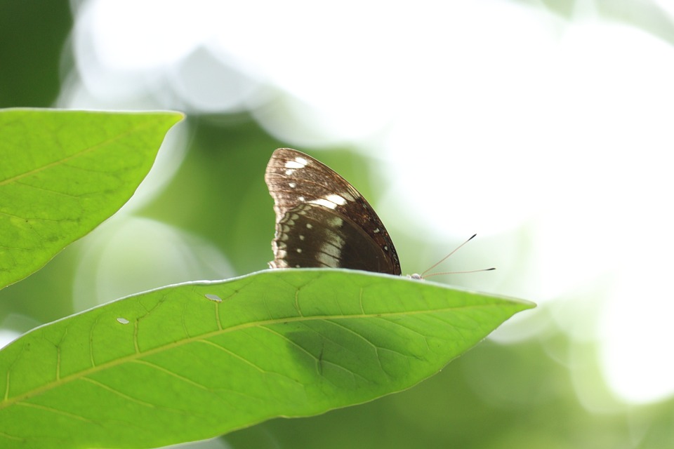 Insecte Papillon Vert - Photo gratuite sur Pixabay - Pixabay