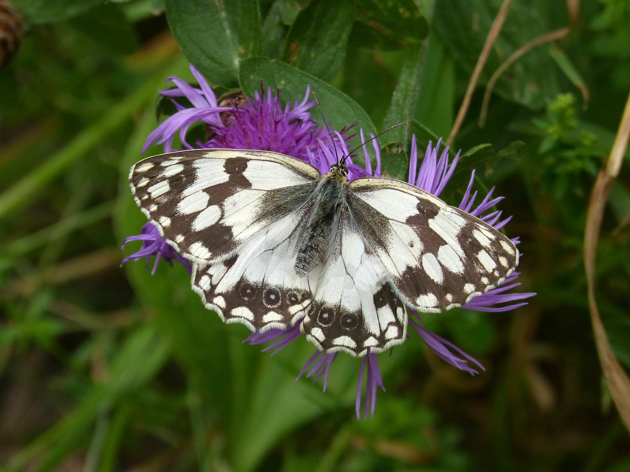 Papillon Fleur Insecte Mélanargie - Photo gratuite sur Pixabay - Pixabay