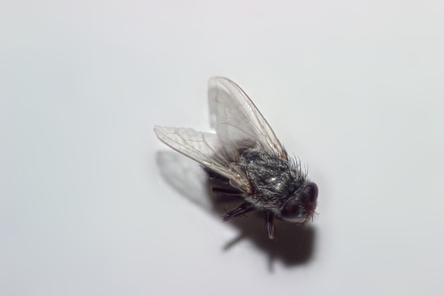 Fly Insect Wings Free Photo On Pixabay Pixabay