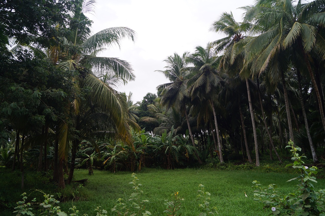 Coconut Trees Konaseema Village - Free photo on Pixabay