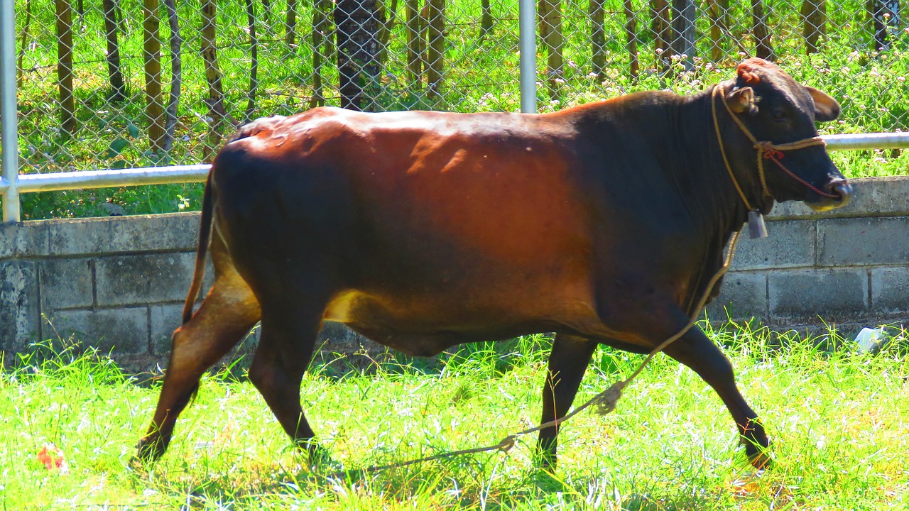 Cow Livestock Mammals - Free photo on Pixabay - Pixabay