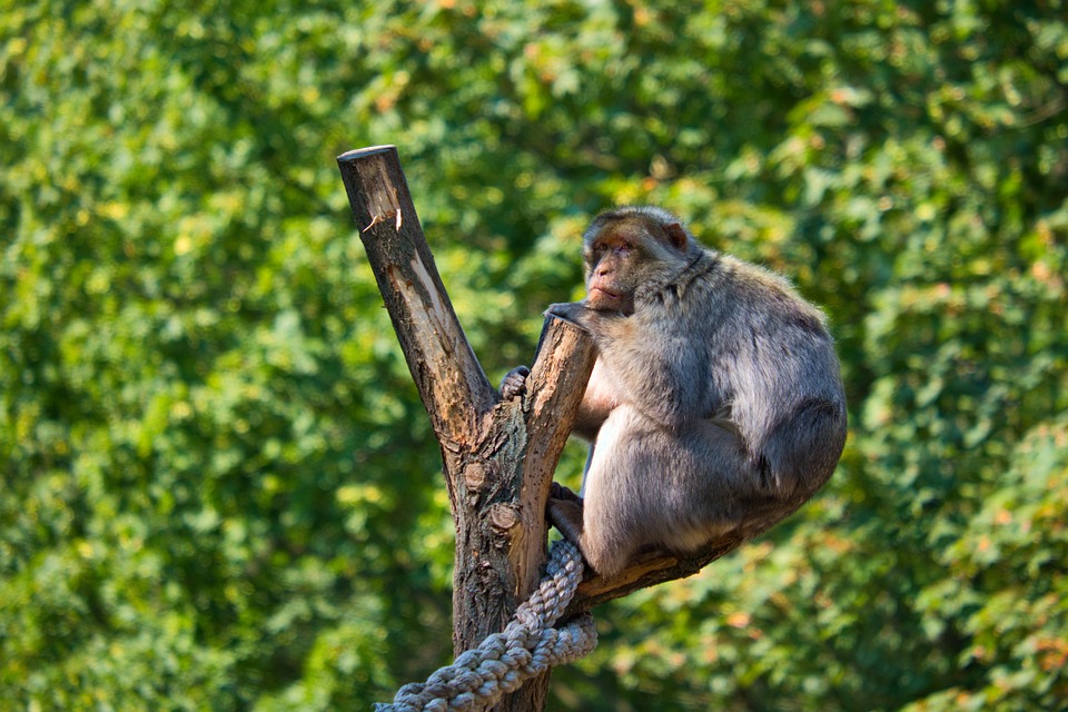 Monkey Ape Barbary - Free photo on Pixabay - Pixabay