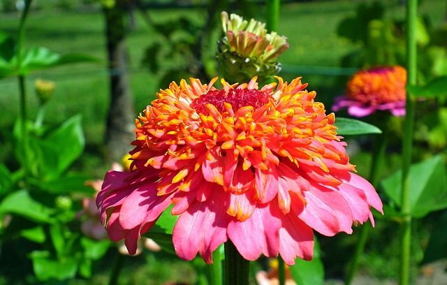 Flor Zinnia Planta - Foto gratis en Pixabay - Pixabay