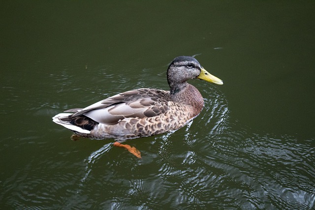 Canard L'Eau Nature - Photo gratuite sur Pixabay - Pixabay
