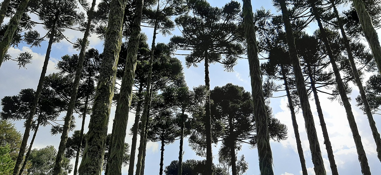 Pinheiro Arvore Araucária - Foto gratuita no Pixabay - Pixabay