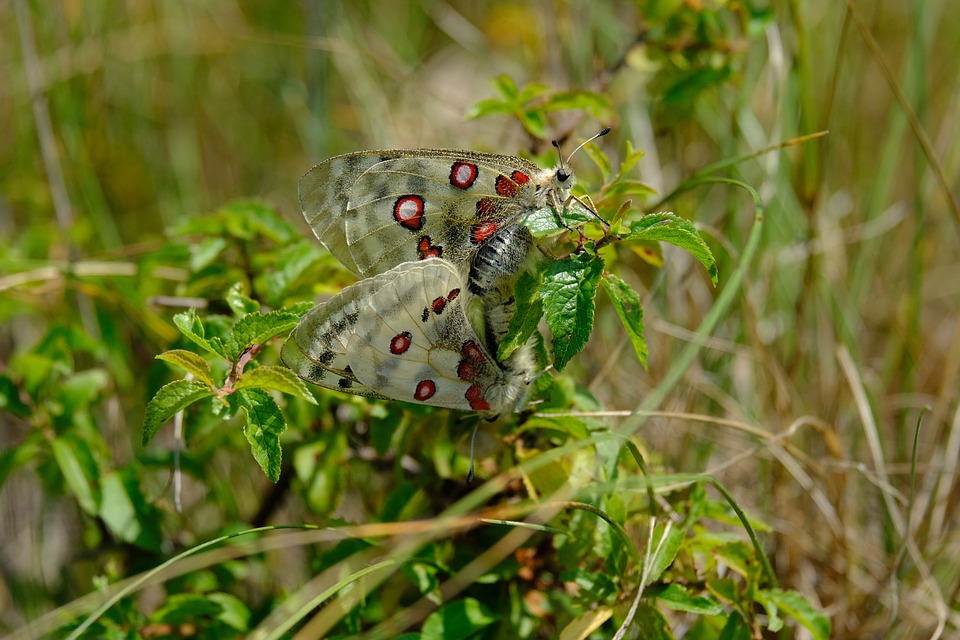 Butterflies Apollo Pairing - Free photo on Pixabay