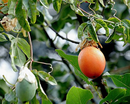 8+ Free Passion Fruit Tree & Passion Fruit Images - Pixabay