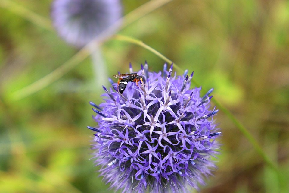 Wasp Pollinate Pollen - Free photo on Pixabay - Pixabay