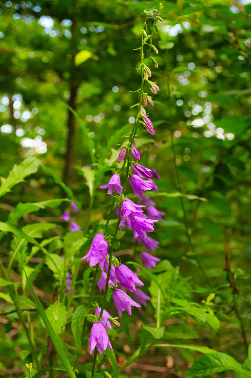 Fleur De Bell Nature Flore - Photo gratuite sur Pixabay - Pixabay