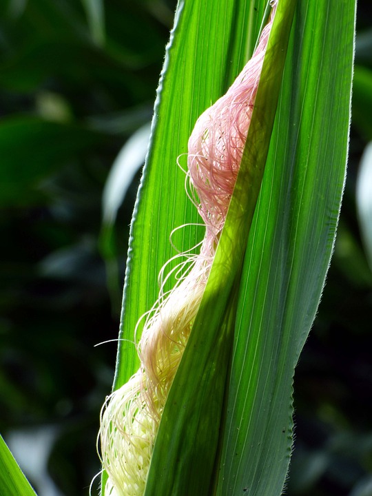 Corn Grains Field - Free photo on Pixabay - Pixabay