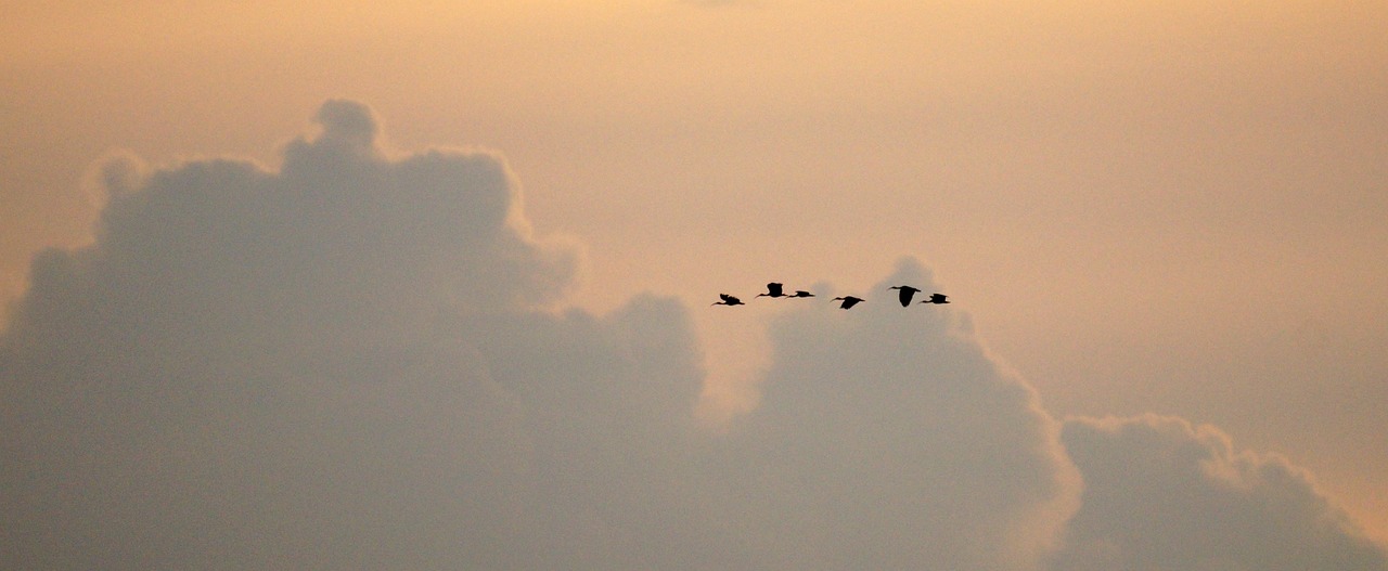 Plus de 100 000 images de Des Oiseaux Qui Volent et de Nature - Pixabay