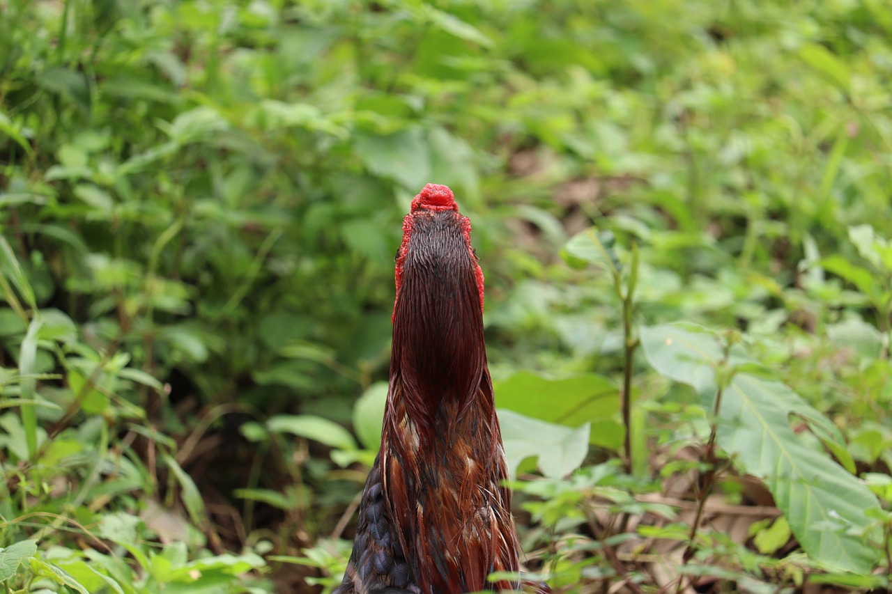 Hen Male Outdoor - Free photo on Pixabay - Pixabay
