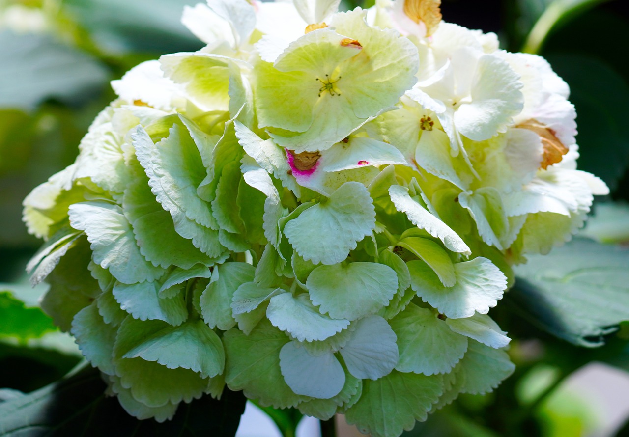 Bunga Hydrangea Kelopak - Foto gratis di Pixabay - Pixabay