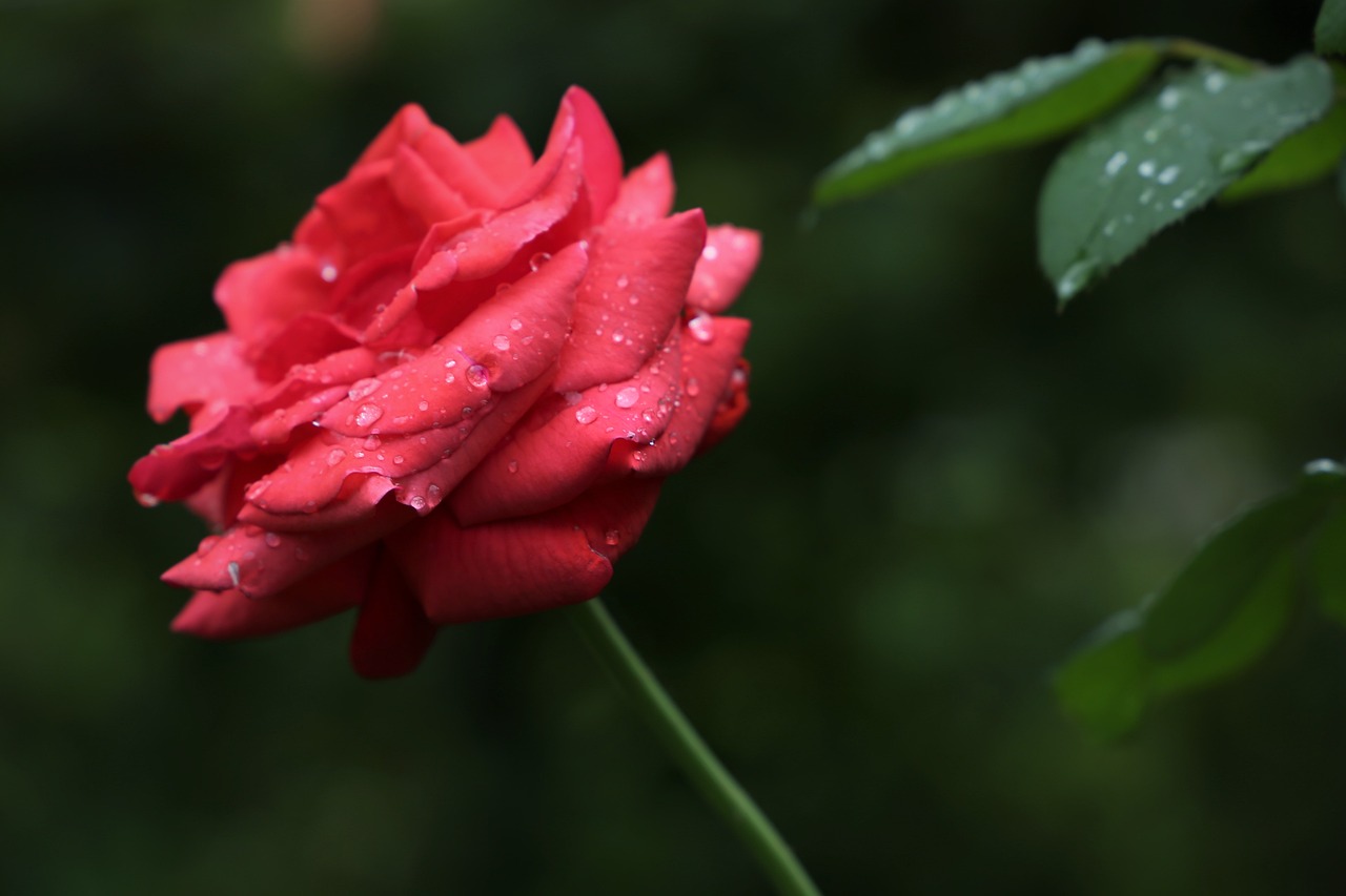 Rose Velours Rouge Gouttes De - Photo gratuite sur Pixabay - Pixabay