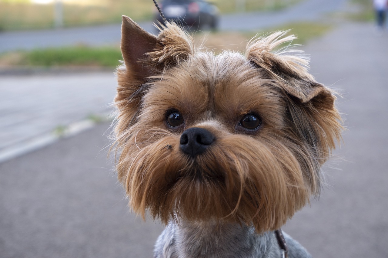 Perro Cachorro Mascota - Foto gratis en Pixabay - Pixabay