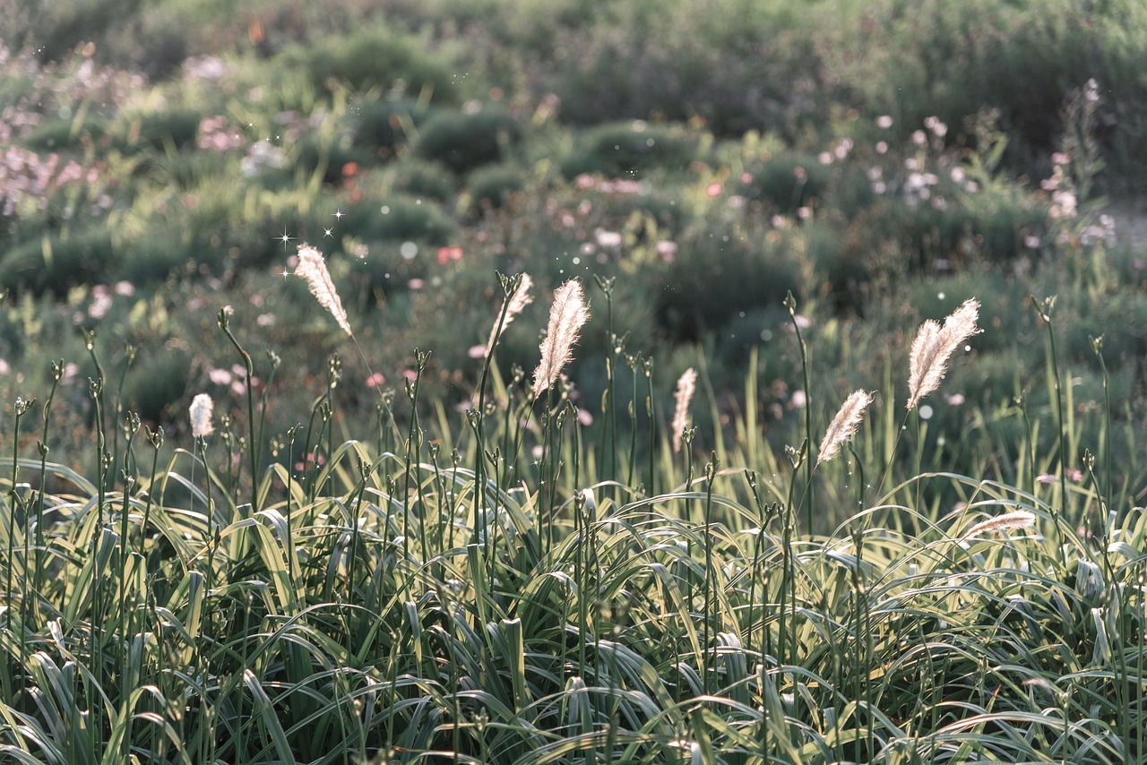Grassland Field Meadow - Free photo on Pixabay - Pixabay