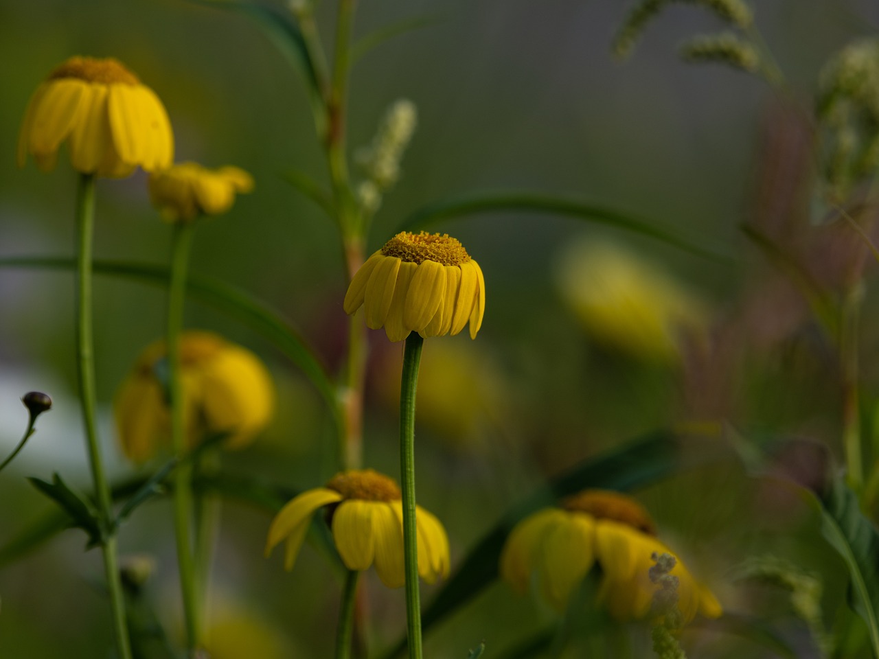 Flores Prado De - Foto gratis en Pixabay - Pixabay