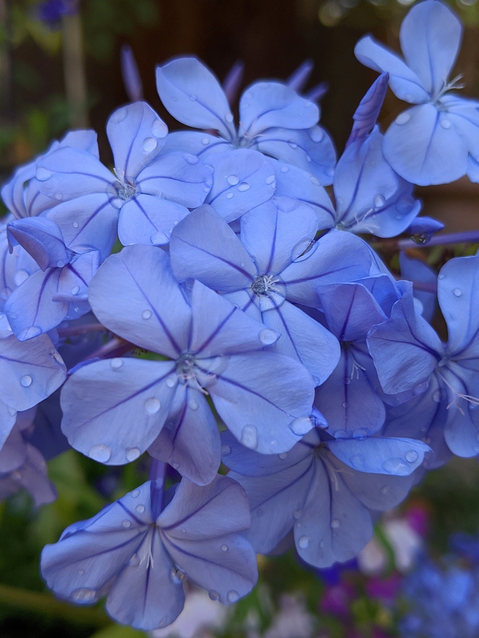 Flowers Plumbago Petals - Free photo on Pixabay