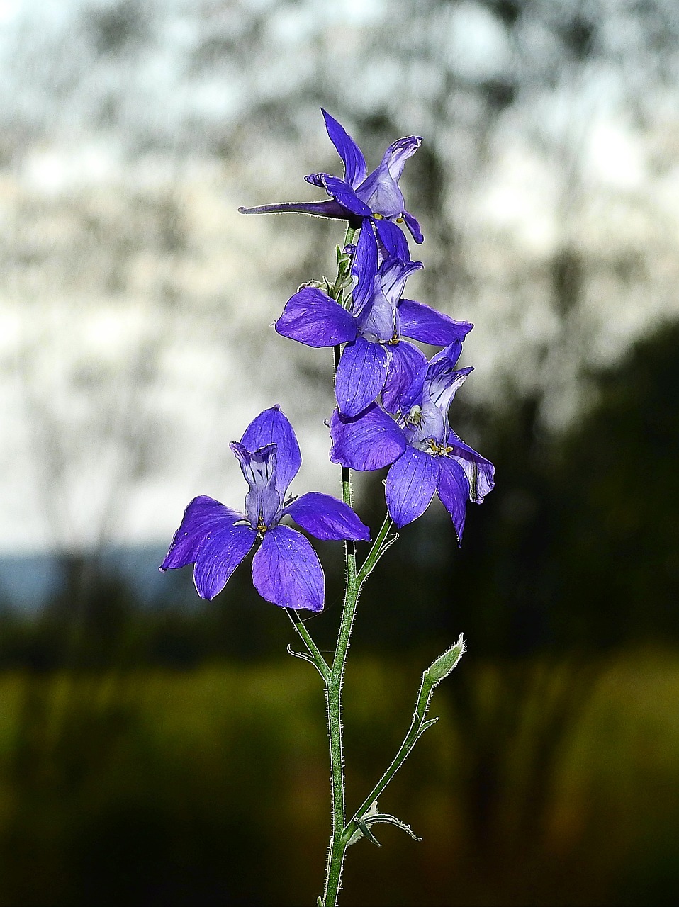 Prairie Fleurs Bleues - Photo gratuite sur Pixabay - Pixabay