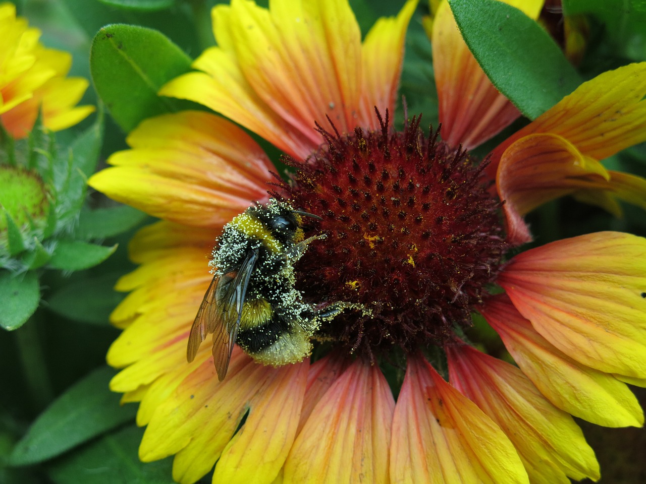 Bumblebee Blossom Bloom Cocard - Free photo on Pixabay - Pixabay