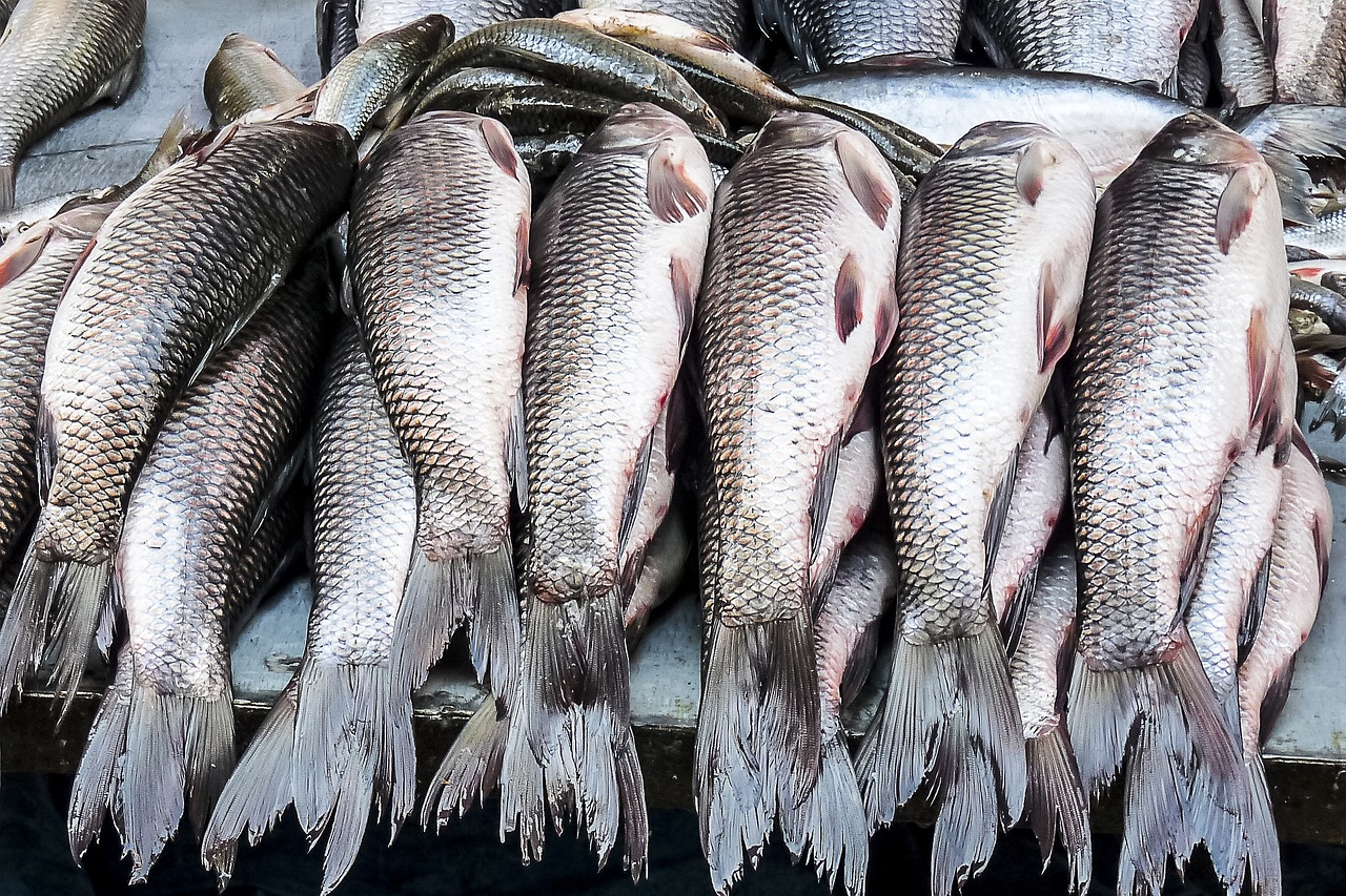 Fish Fresh Food - Free photo on Pixabay
