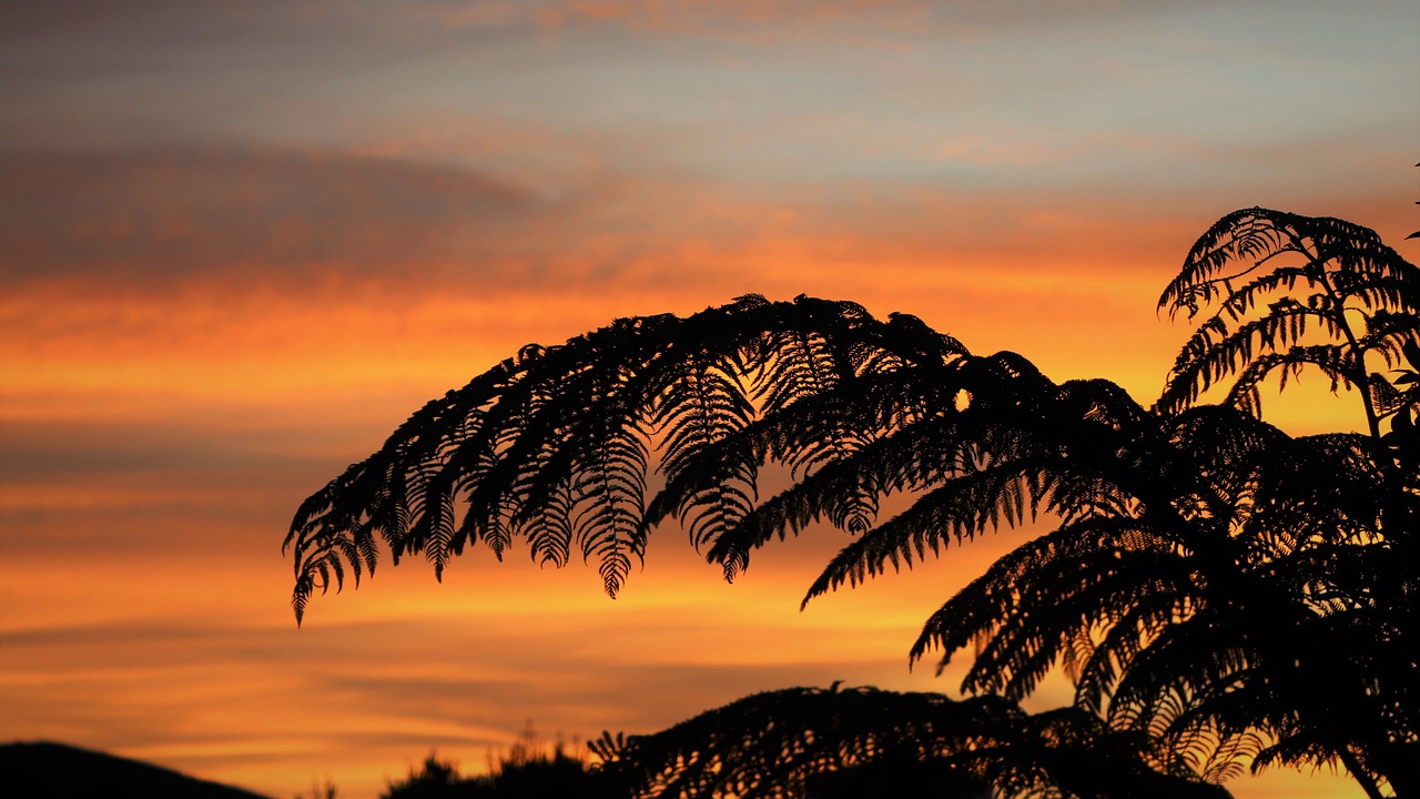500+ Free Palm Tree Background & Nature Images - Pixabay