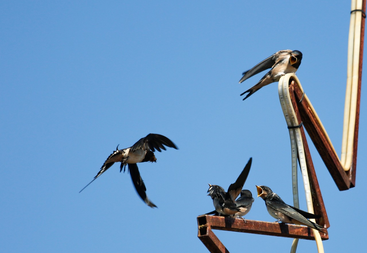 Plus de 100 photos gratuites de Hirondelle Rustique et de Avaler - Pixabay