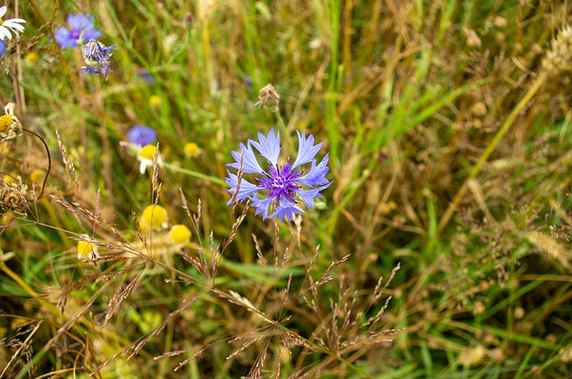 Fleur Prairie Tra - Photo gratuite sur Pixabay - Pixabay