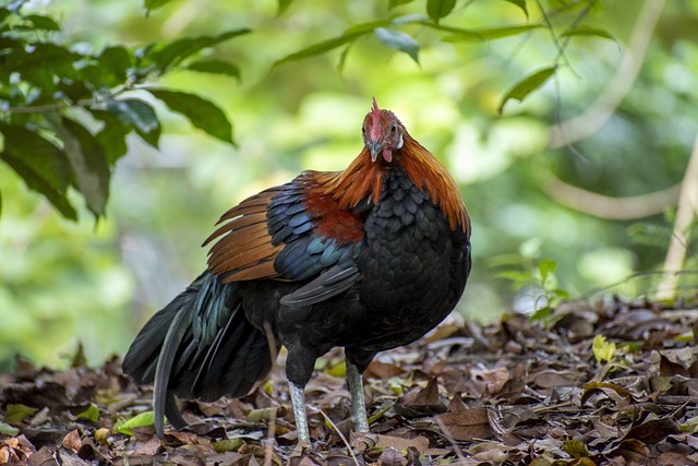 30,000+ Free Colorful Roosters & Rooster Images - Pixabay
