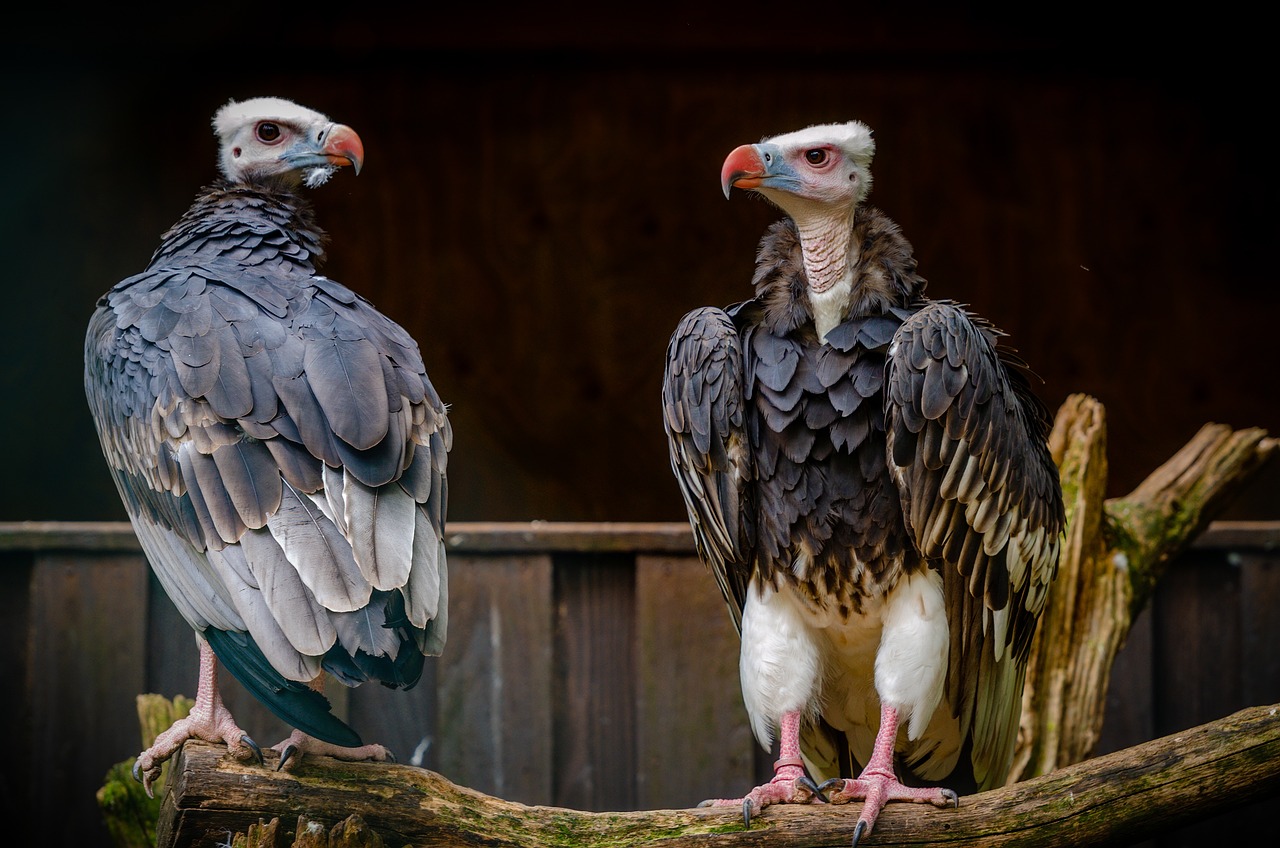 Birds Voltures Feathers - Free photo on Pixabay - Pixabay