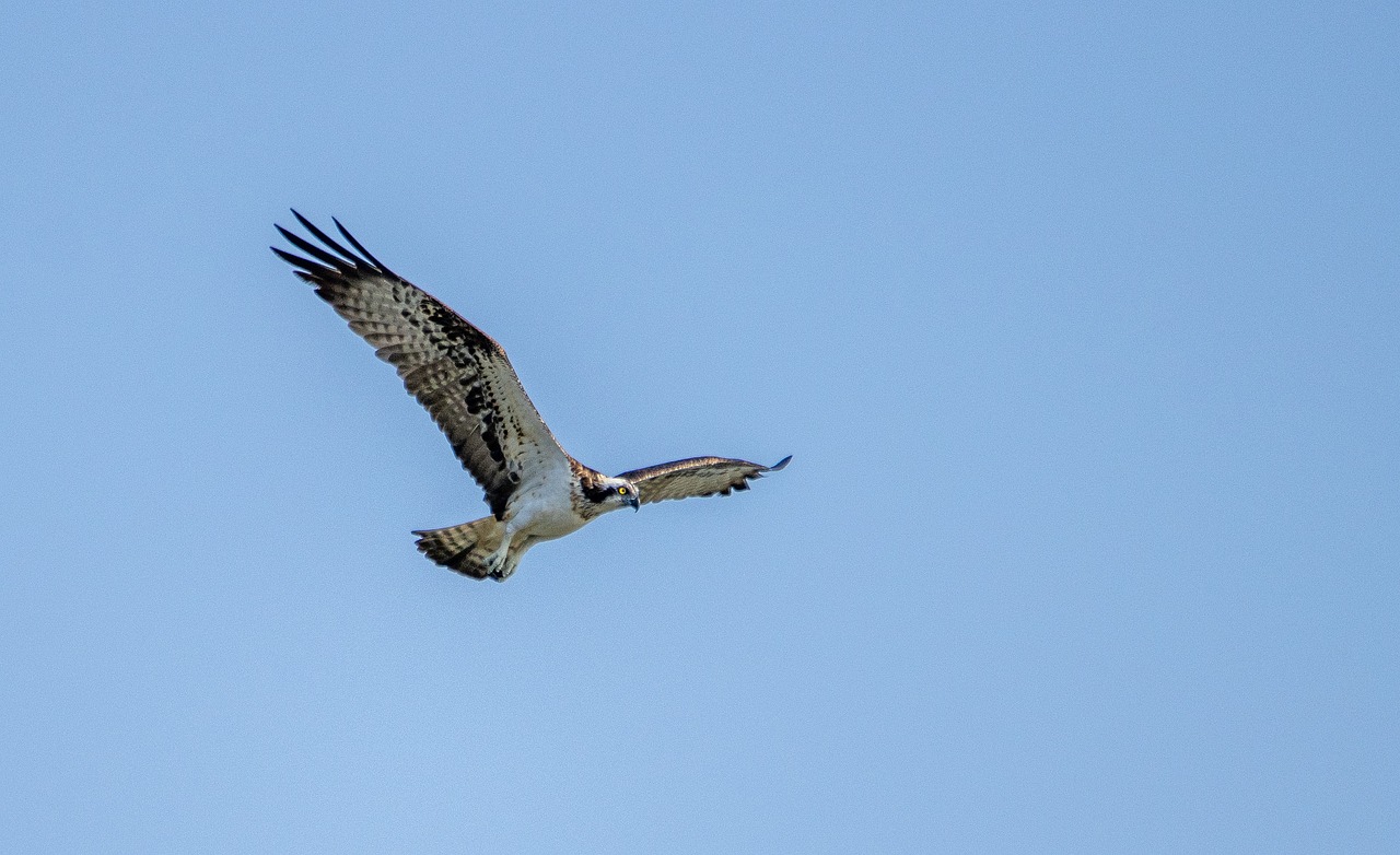 Bird Osprey Wing - Free photo on Pixabay - Pixabay