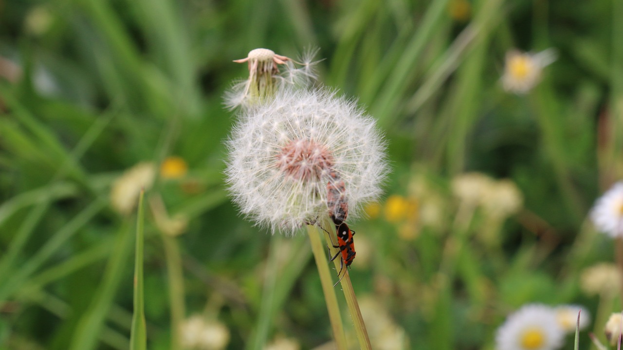 Dandelion Insect Seeds - Free photo on Pixabay - Pixabay