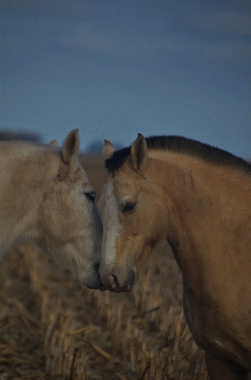 Cavalos Casal Equino - Foto gratuita no Pixabay - Pixabay
