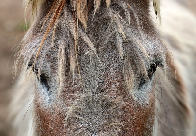 Donkey Eyes Head - Free photo on Pixabay