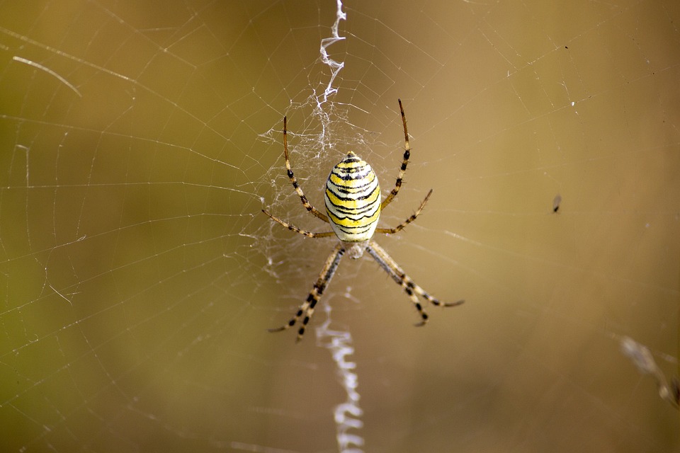 Macro Spider Arachnid - Free photo on Pixabay - Pixabay