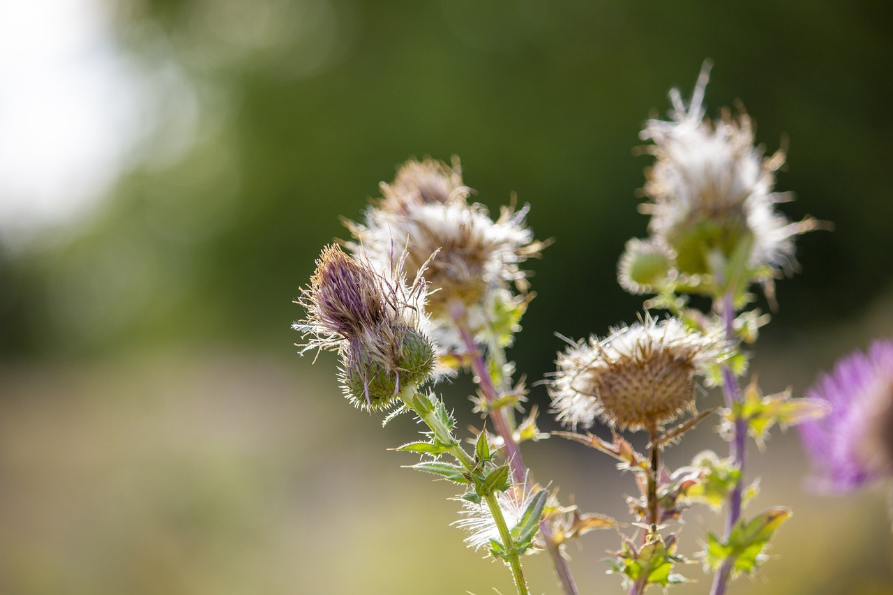 Fleurs Lance Chardon - Photo gratuite sur Pixabay - Pixabay