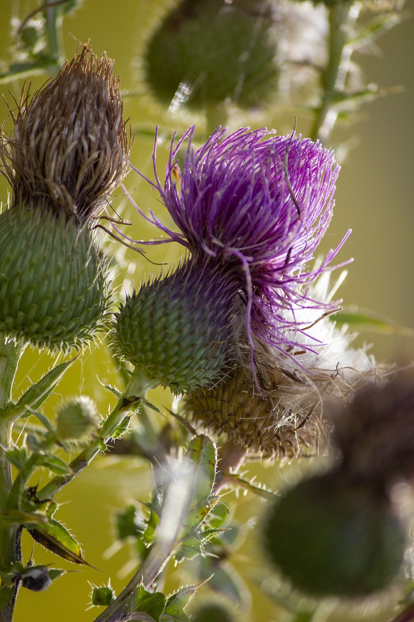 Fleurs Lance Chardon - Photo gratuite sur Pixabay - Pixabay
