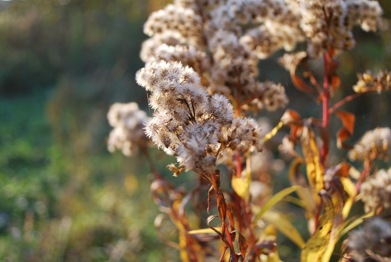Arbustos Flores Folhagem - Foto gratuita no Pixabay - Pixabay