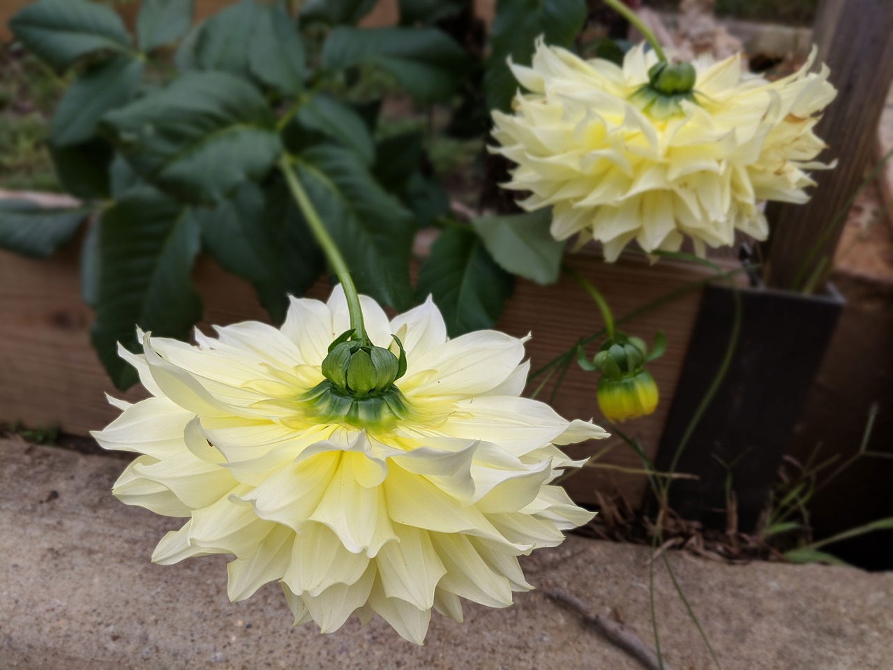 Kuning Bunga-Bunga Kebun - Foto gratis di Pixabay - Pixabay