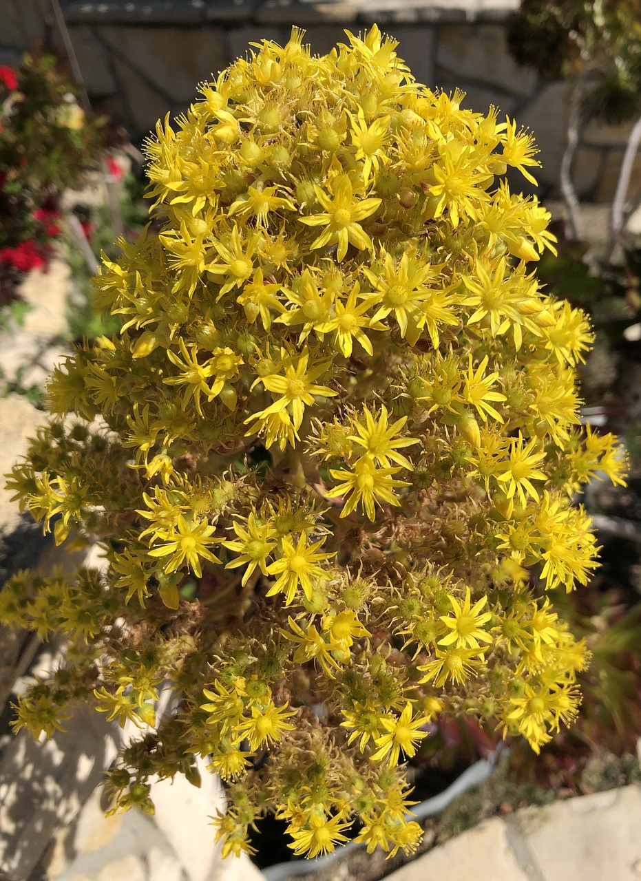 Blomster Kronblade Blomstrer - Gratis foto på Pixabay - Pixabay