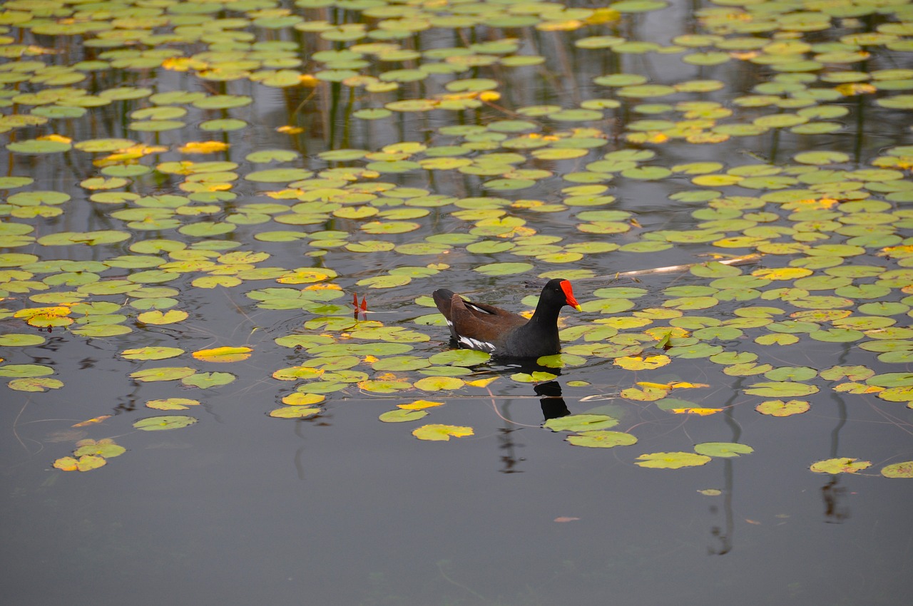 Bird Dusky Moorhen Lily Pads - Free photo on Pixabay - Pixabay