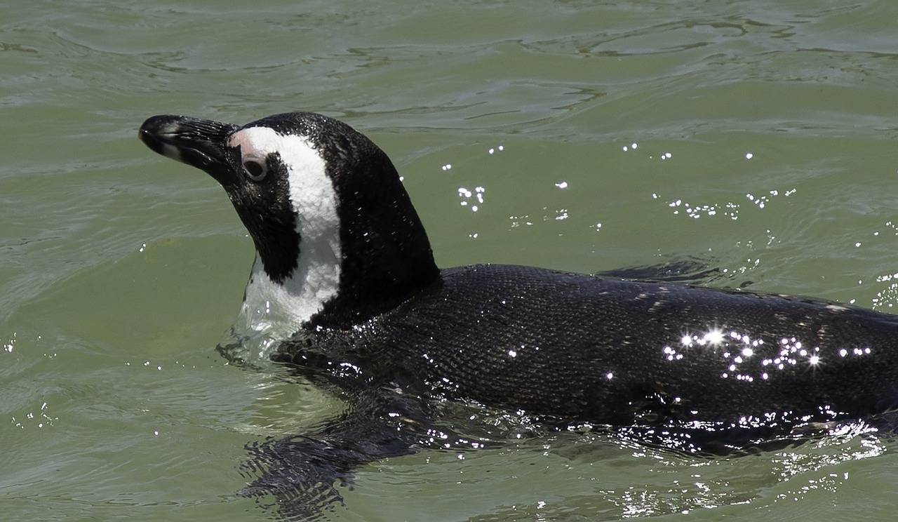 Pingüino Africano Ciudad Del Cabo - Foto gratis en Pixabay - Pixabay