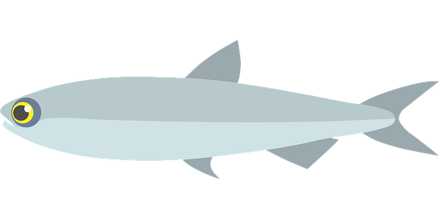 60+ Free Anchovy & Anchovies Images - Pixabay